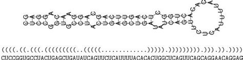 Typical Hairpin Structure And Corresponding Secondary Structure