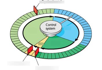 Cell Cycle Diagram Quizlet