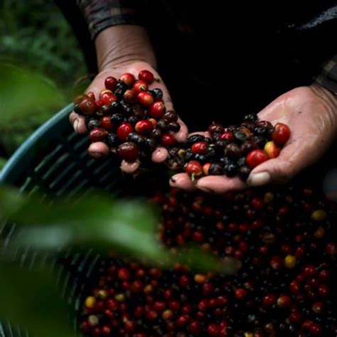 Gesha Hay Geisha Tranh CÃi ĐÃ CÓ HỒi KẾt Thaiyen Cafe