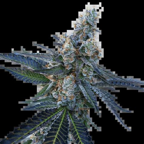 Faygo Red Pop Cannabis Seeds Royal King Seeds