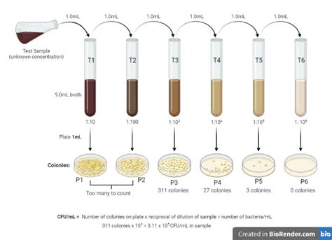 serial dilution method for estimating viable count of bacteria