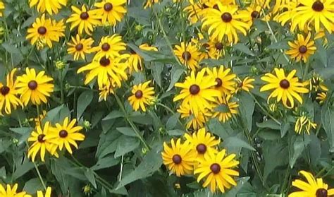 Black Eyed Susan Health Benefits And Side Effects Black Eyed Susan