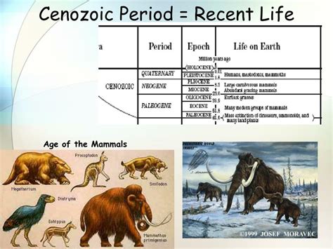 Cenozoic Survival Map