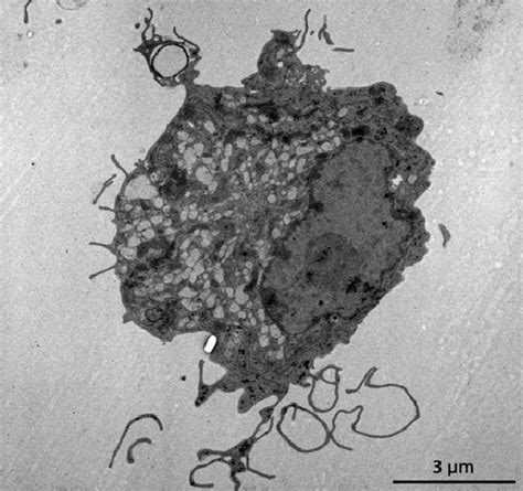 Dendritic Cell Microscope