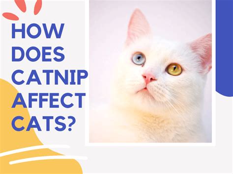 How Does Catnip Affect Cats SARSEF Virtual Fair