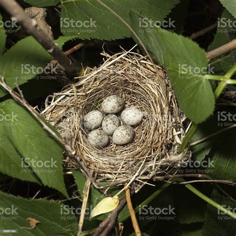 에그스 만들진 네스트 Acrocephalus Dumetorum Ciena에 합류하기 전에는 Blyth 왜고너의 리드 휘파람새 0