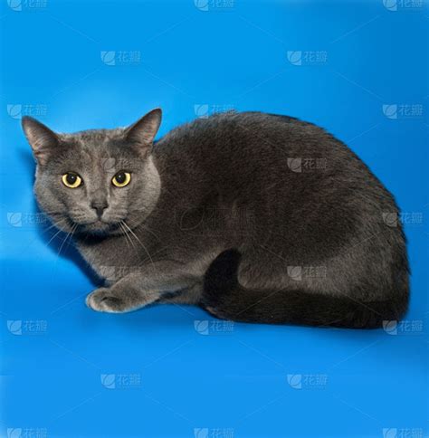蓝色俄罗斯蓝猫缅甸猫垂直画幅纯种犬爪子动物身体部位兽医哺乳纲红色