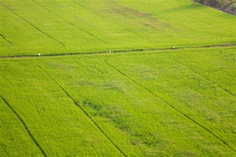 Premium Photo Rice Fields