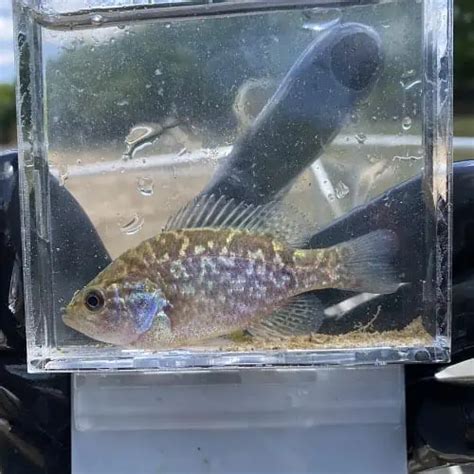 List Of Fish Species In Lake Dardanelle 2023 Updated Pond Informer