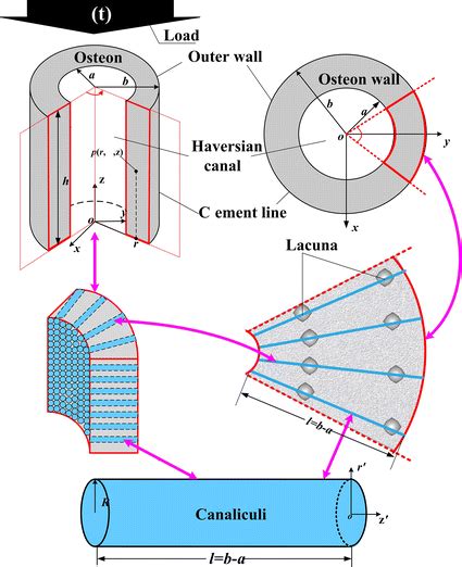 The Hierarchical Model For Osteon System A And B Are The Inner