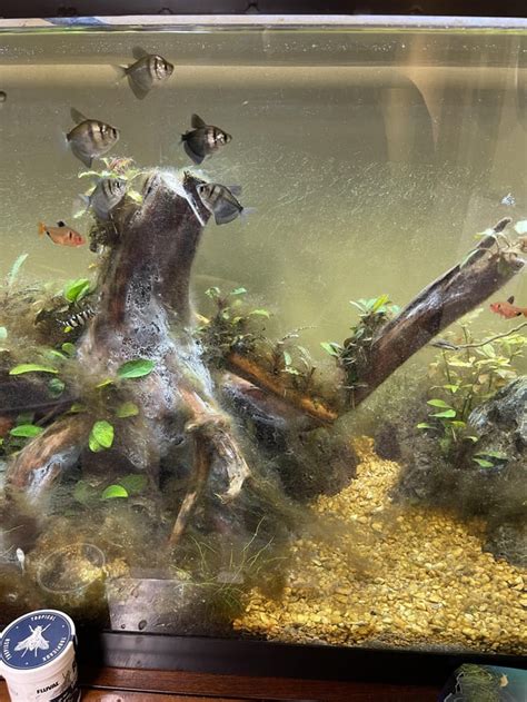 Brown Algaediatom Help Raquarium