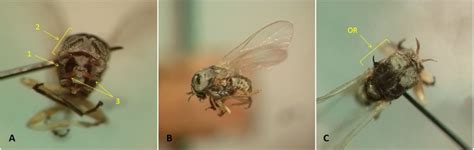 Adult Female Simulium Kiritshenkoi A 1 Dichoptic Eyes 2 Front View
