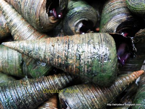 Dedaun Alam Siput Rodong