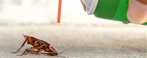 Борна киселина против хлебарки Otrovi