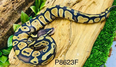 P Ton Bola Python Regius Pastel P F F Mea Recanto Da Jiboia
