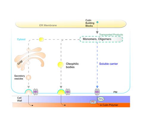 Acyl Lipids Pathways