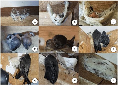 Swiftlet Bird Swiftlet Bird