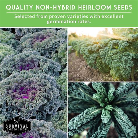 Kale Seed Collection 5 Varieties Of Kale Survivalgardenseeds