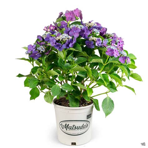 Hydrangea Fort Bragg — Green Acres Nursery And Supply