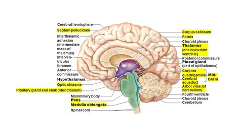Cerebral Hemisphere Diencephalon Cerebellum Brain Stem • Midbrain Ppt