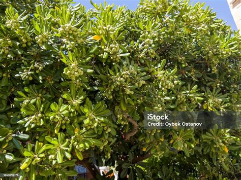 Pittosporum Tobira Is A Species Of Sweetsmelling Flowering Plant In The