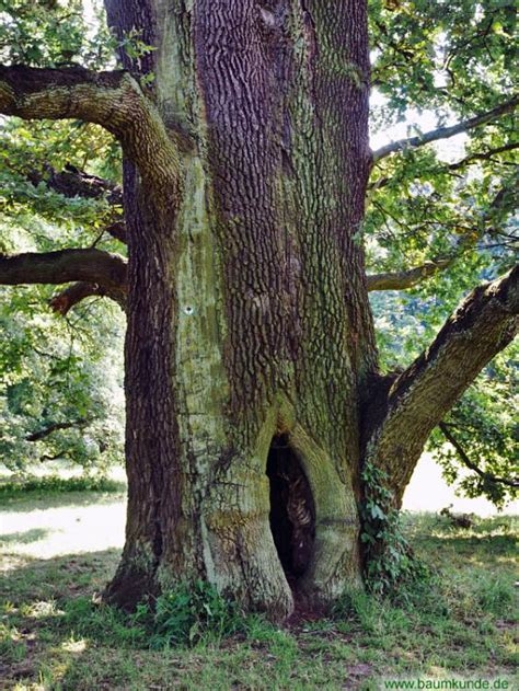 Eiche In Der Karlsaue