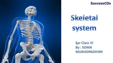 7th Grade Science Skeletal System Your Skeletal System 7th Grade