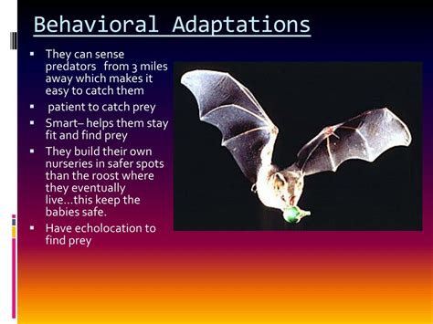 Ppt Bats Powerpoint Presentation Free Download Id612567
