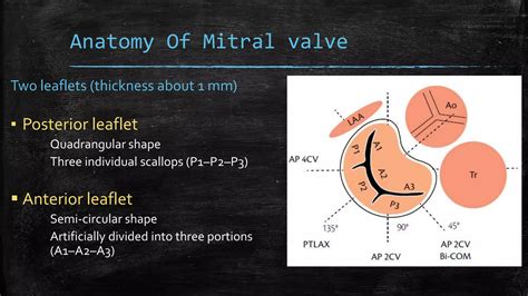 Echocardiography Mitral Stenosis Pptx