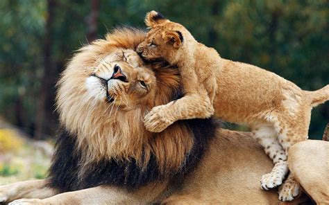 Lion And Cub Wallpapers Top Free Lion And Cub Backgrounds