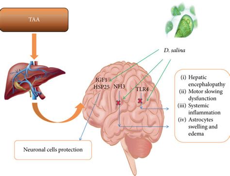 Effects Of D Salina Powder On Hepatic Encephalopathy Through