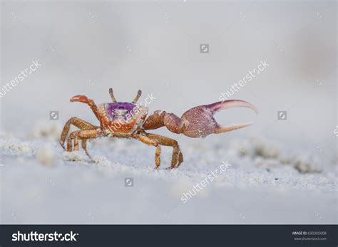 Sand Fiddler Crab Uca Pugilator Stock Photo 690305008 Shutterstock