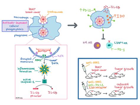 Macrophages Swallow Tumor Cells To Protect Cancer From Immune Response