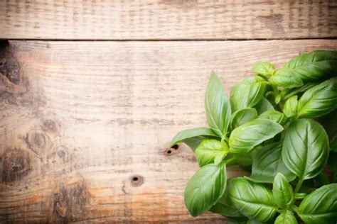 How To Keep Fresh Basil All Year Round A Step By Step Guide Organic