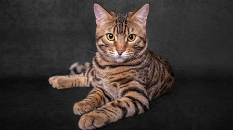9 Fascinating Tabby Cat Colors Ranked From Rarest To Most Common