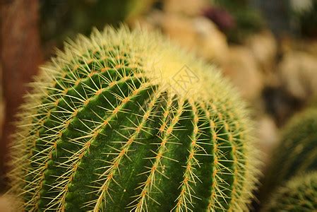 仙地背景绿色叶子植物学沙漠植物植物群高清图片下载 正版图片321822872 摄图网