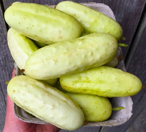 Salt And Pepper Cucumber Seeds Canada At Herman Dunlap Blog