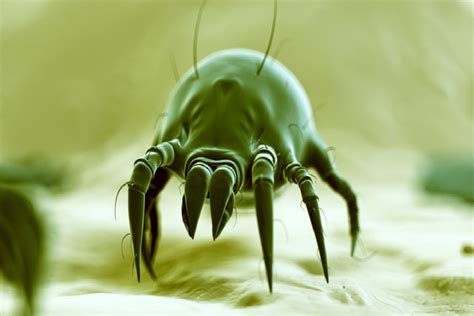 New Research On Dust Mites And Respiratory Infections Current Science Daily