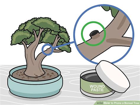 Ways To Prune A Bonsai Tree WikiHow Life