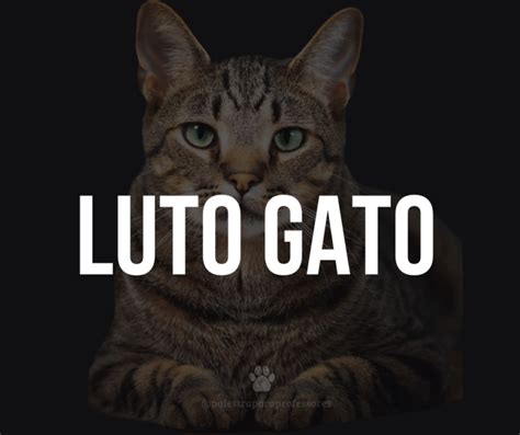 Luto Gato Baixe Imagens De Luto Pelo Seu Gato