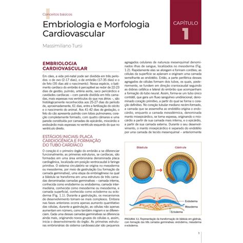 Livro Tratado De Medicina Cardiovascular Em Cães E Gatos 1ª Edição 2024