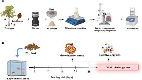 A Process Of Aqueous Extraction Of T Catappa Leaves B Experimental