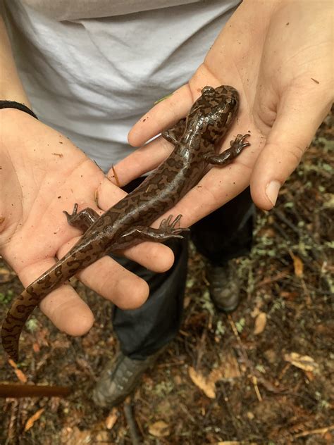 California Giant Salamander Dicamptodon Ensatus Found While Mushroom