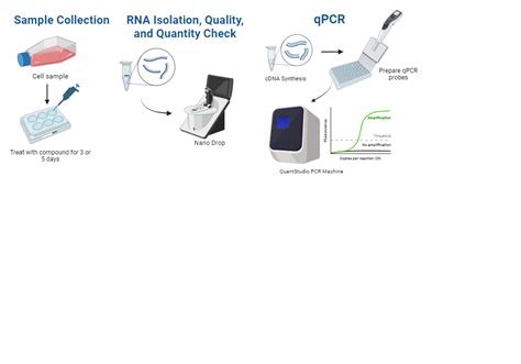 Qpcr Methodology Biorender Science Templates