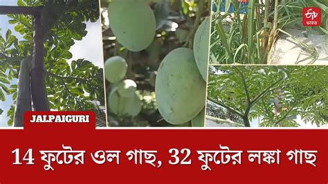 14 ফুটের ওল গাছ 32 ফুটের লঙ্কা গাছ কৃষি গবেষণায় নজির Jalpaiguri র