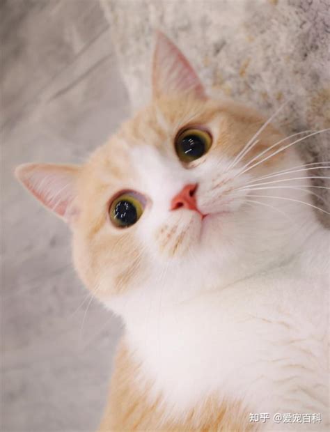 不瞒你说！有这几个特征的猫咪，真的很“旺家” 知乎