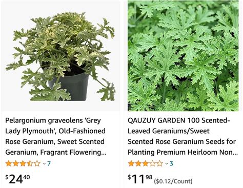 Plant Faqs Pelargonium Graveolens