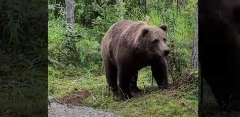 Black Bear Kills 22 Year Old New Jersey Hiker Realtree Camo