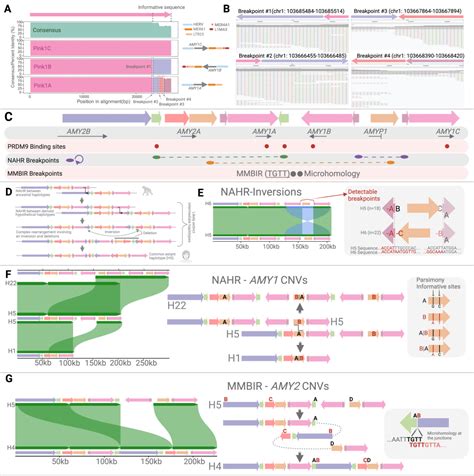 Ancient Amy1 Gene Duplications Primed The Amylase Locus For Adaptive Evolution Upon The Onset Of