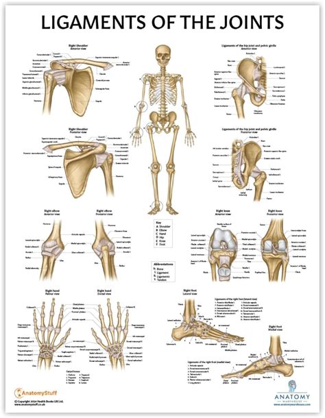 Anatomy Lab Human Ligaments Of The Joints Poster Laminated Anatomy And Physiology Joints And